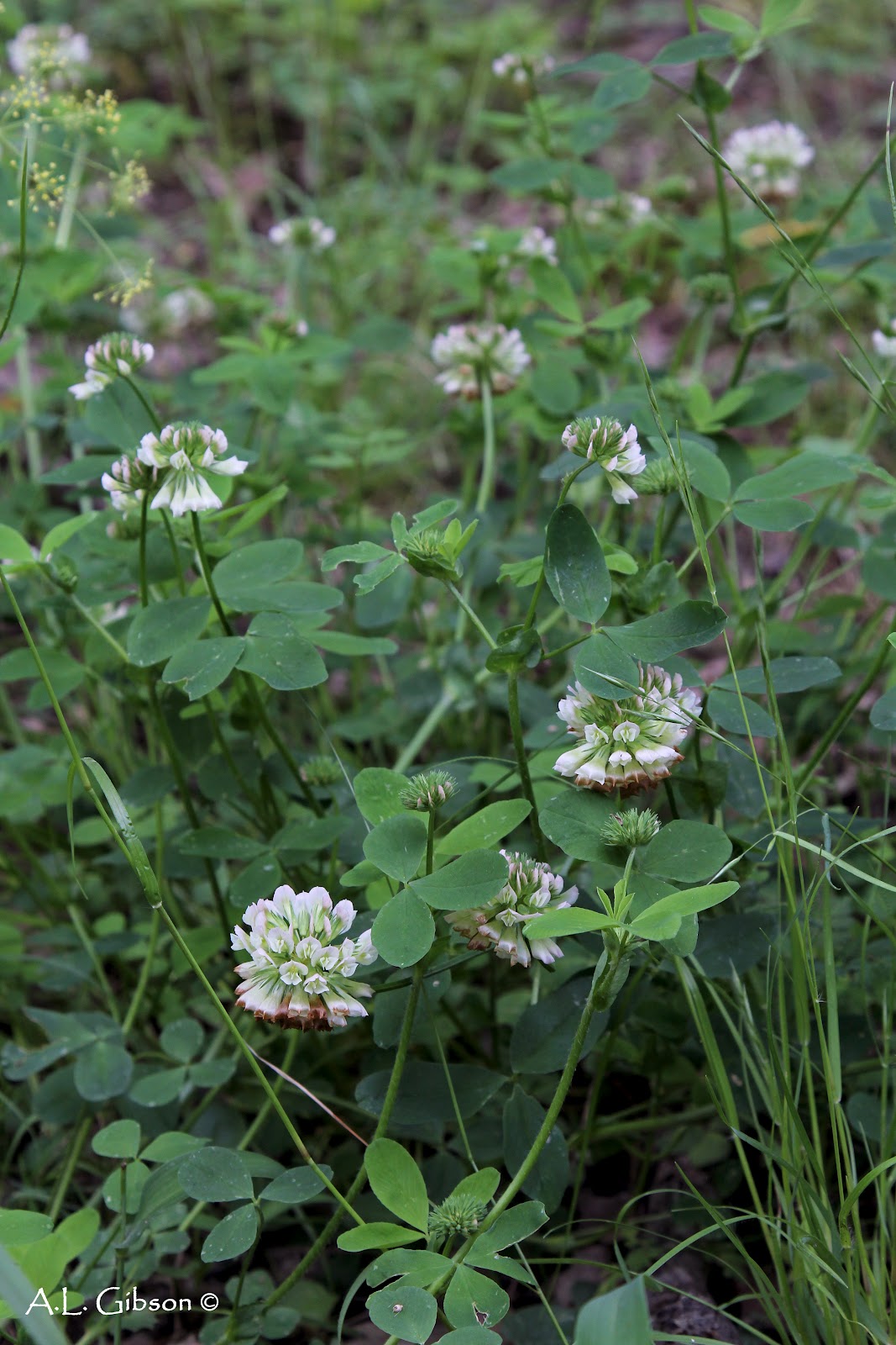 The Buckeye Botanist: Buffalo Clover Re-discovered 100 Years Later