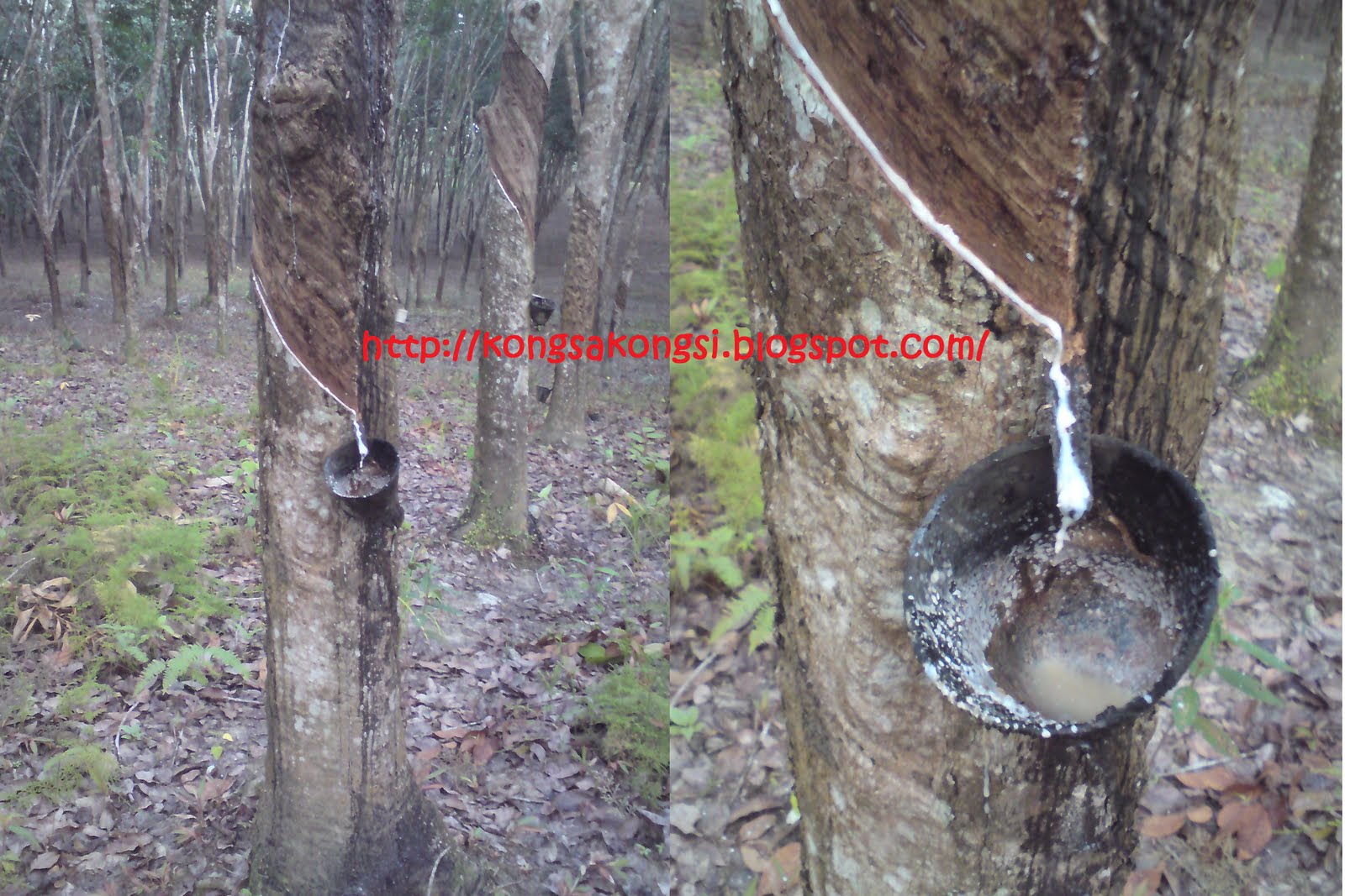 Tutorial Kutip Ketul Getah | Blog Buruk