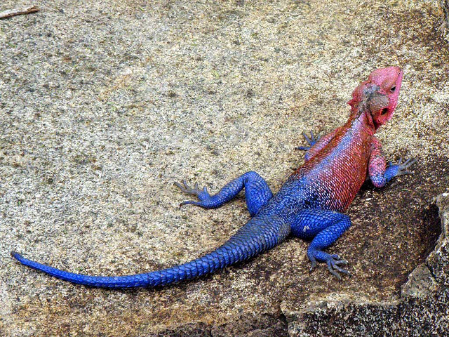 The Mwanza Flat-headed Rock Agama - The Spider-Man Lookalike Lizard ...
