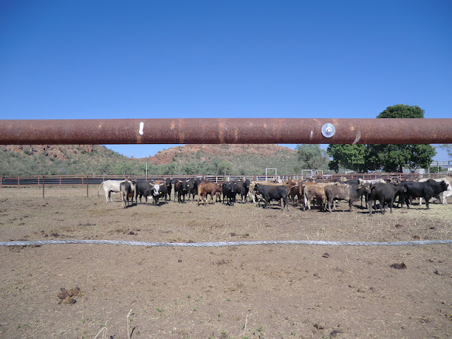 Adney Adventures...: Mucking around at the Kununurra Rodeo Grounds