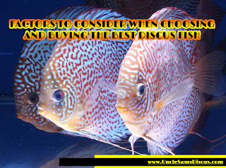 Uncle Sam's Discus - Blog