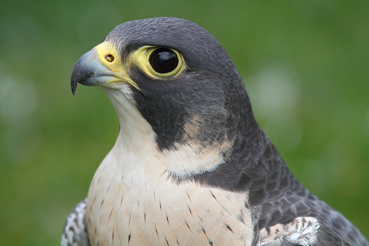 tinta papel y carton: EL ALCON PEREGRINO, UN AVE SIN IGUAL
