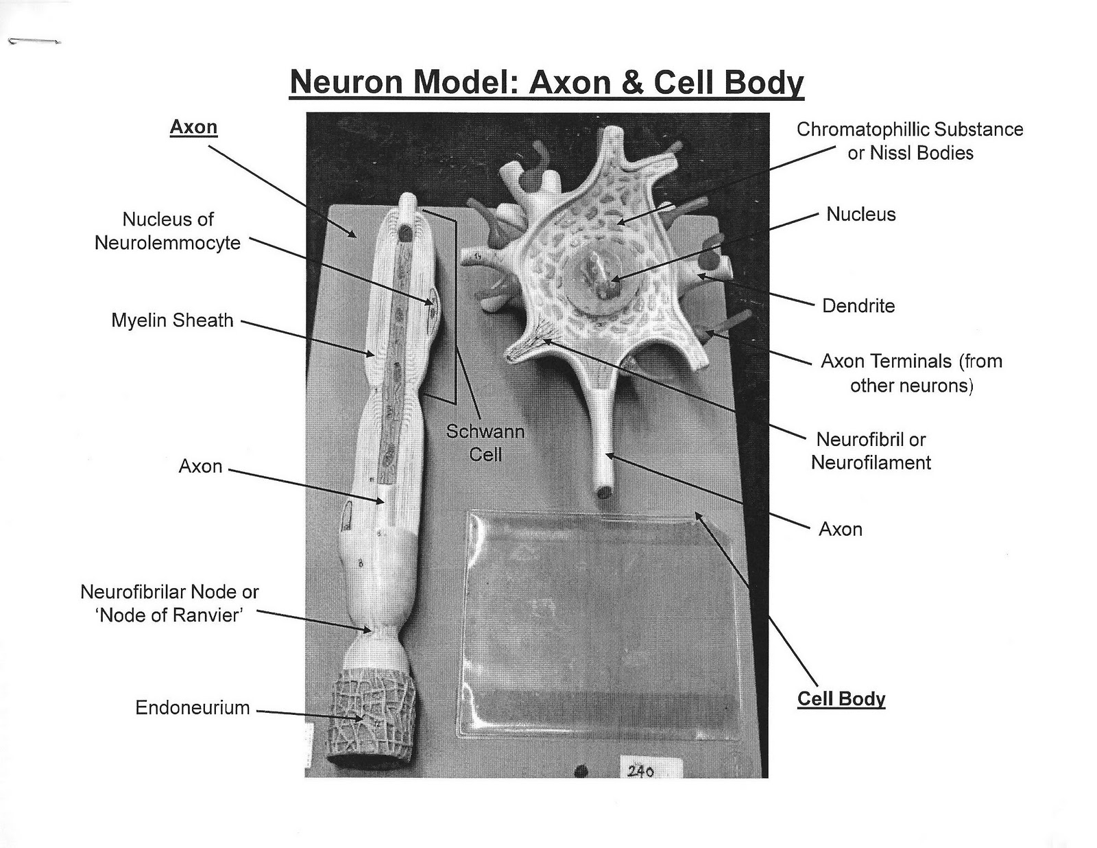 ANATOMY PHYSIOLOGY I BIS 240 Neuron Model Axon And Cell Body anatomy-physiology-i-bis-240-neuron-model-axon-and-cell-body