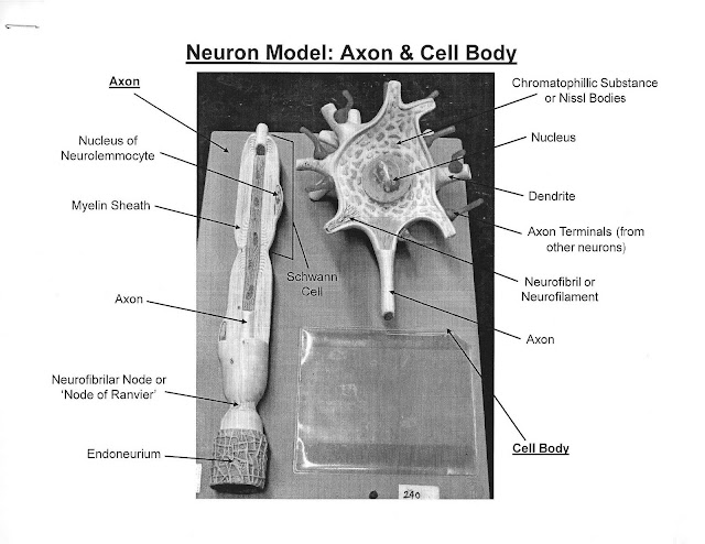 ANATOMY & PHYSIOLOGY I BIS 240: Neuron Model:Axon and Cell Body