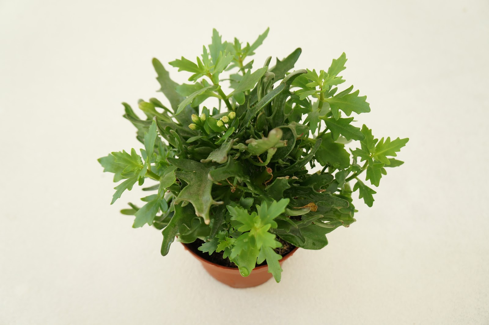 KALANCHOE TARANTA pretty wild