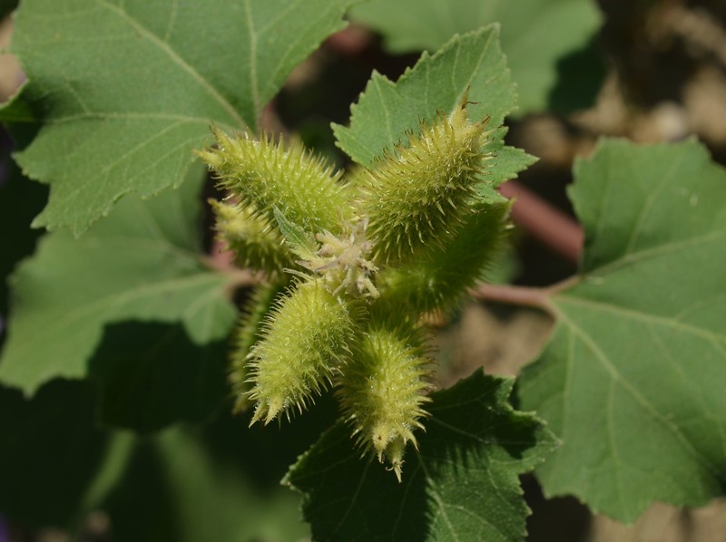 Xanthium strumarium , L. | Ελληνική Φύση - Βοτανολογία