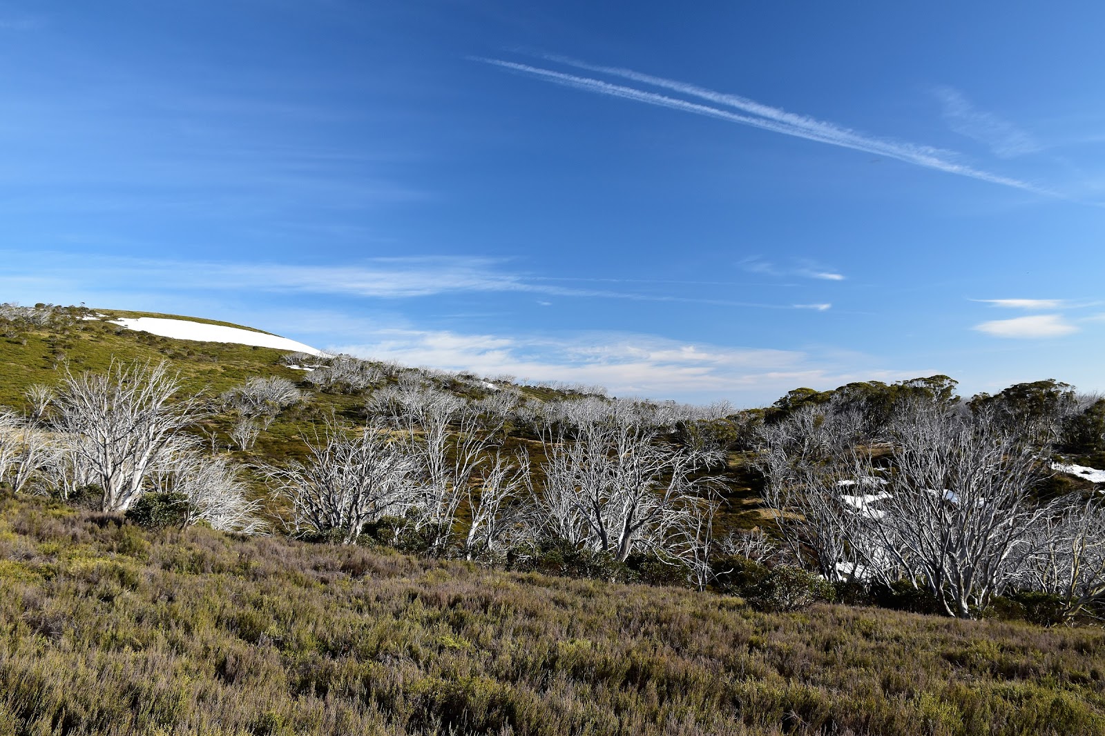 Goin' Feral One Day At A Time: Cleve Cole Hut to Mt Wills, AAWT, Alpine ...
