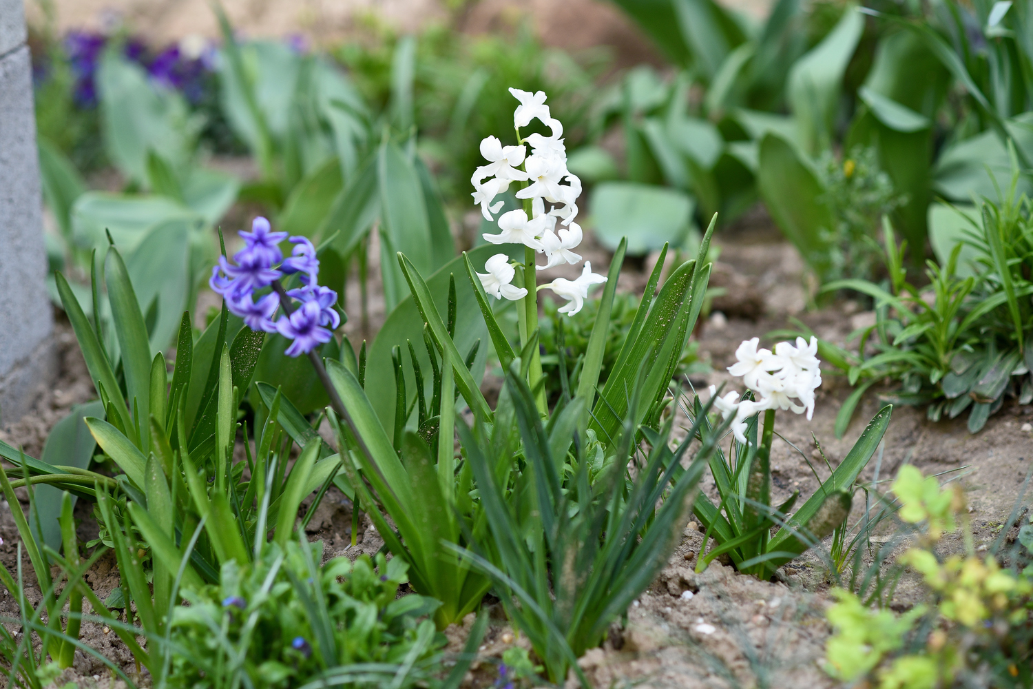Egyről a háromra: Tavaszi virágok