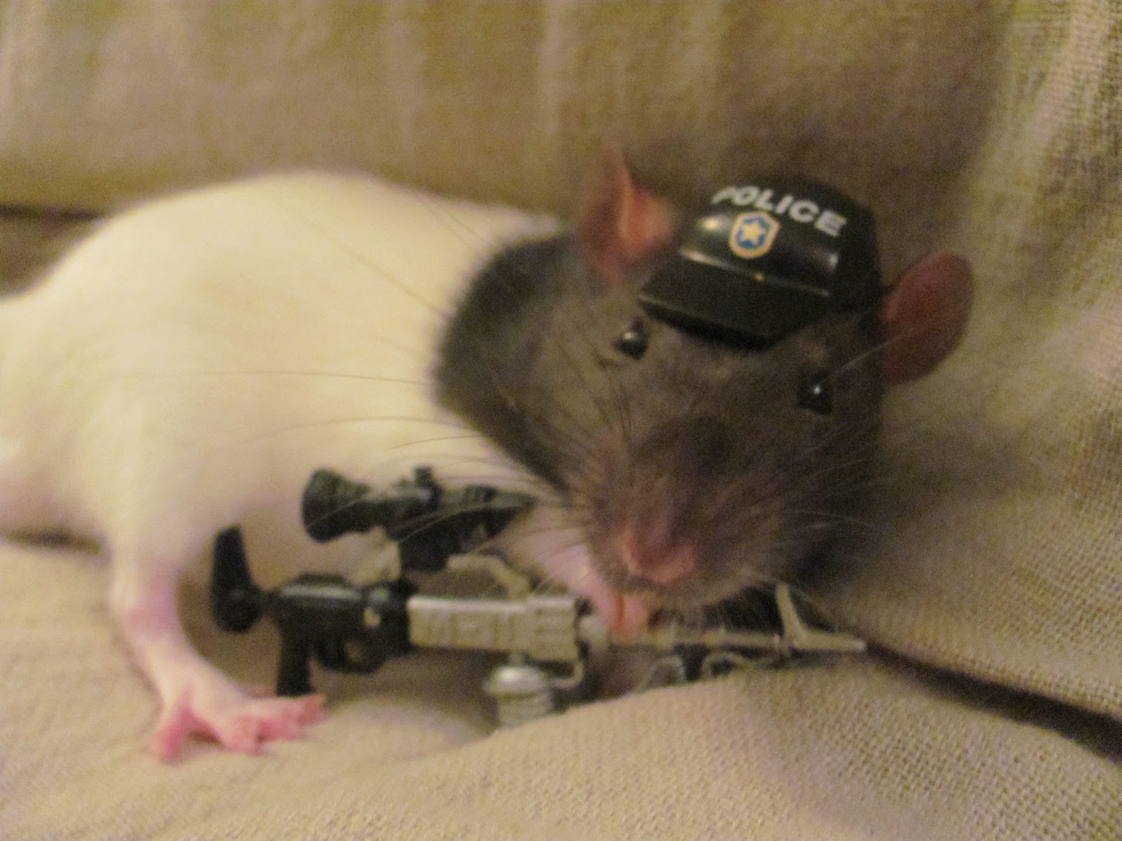 Ringo's Rat Tales: #4 - Police Rat