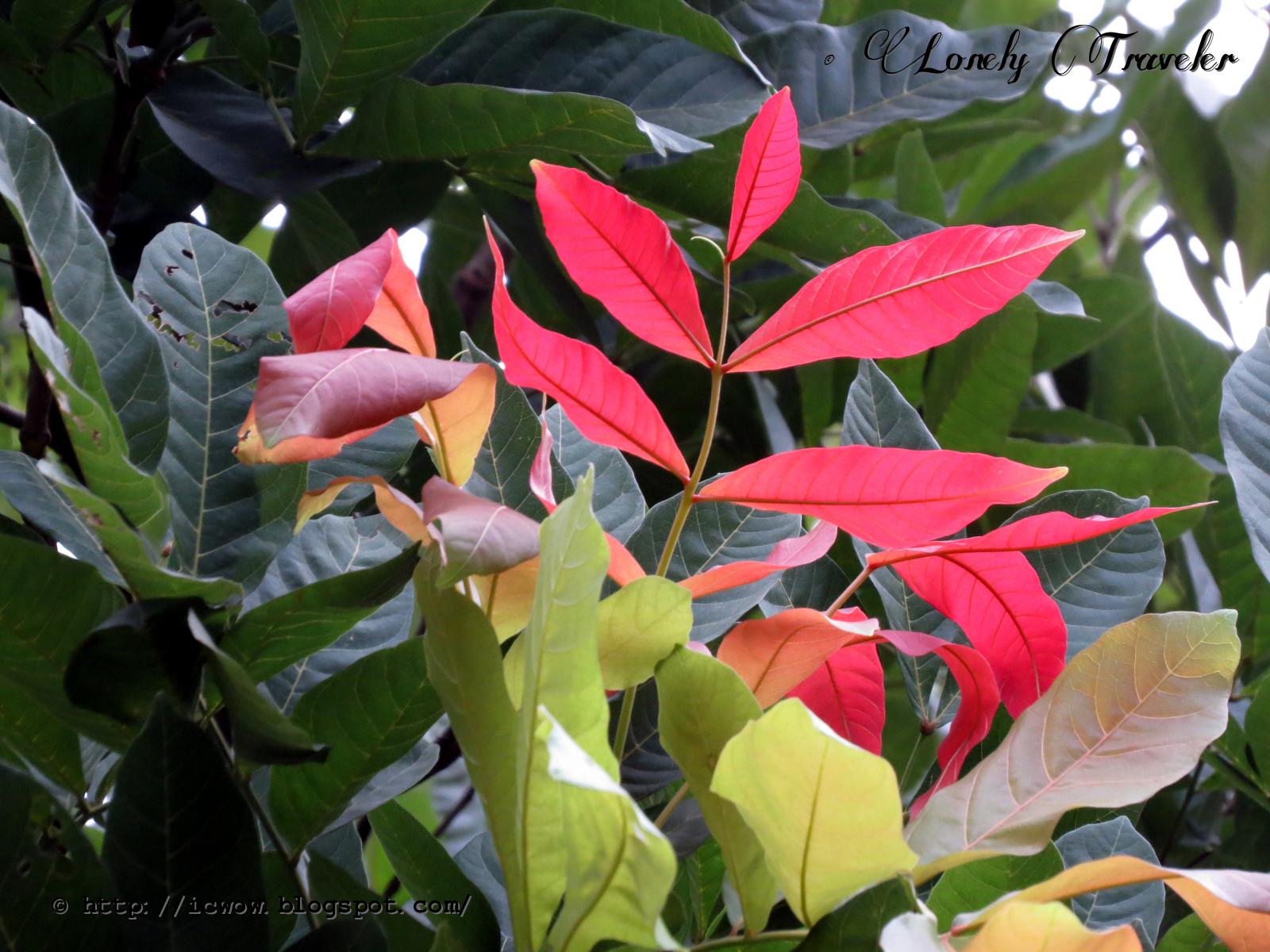 Ceylon oak (কুসুম গাছ) - Schleichera oleosa