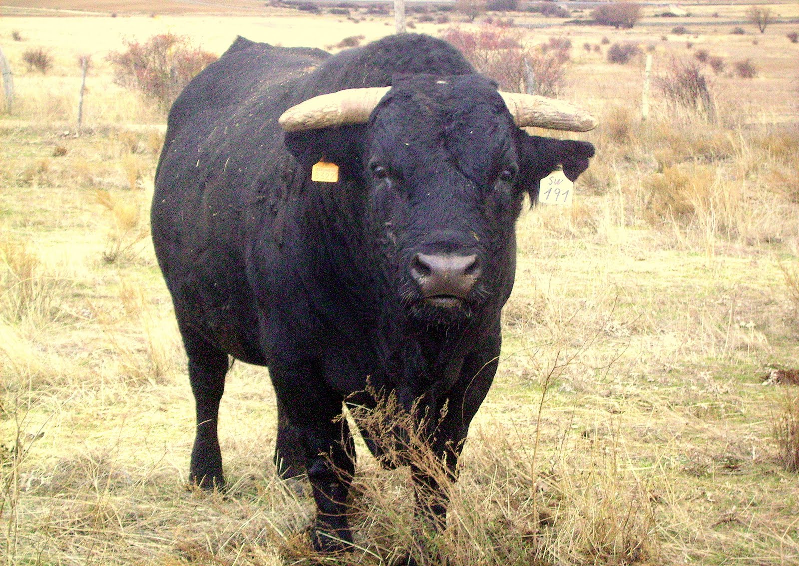 Joaquín Manzano Carrero: El Toro.