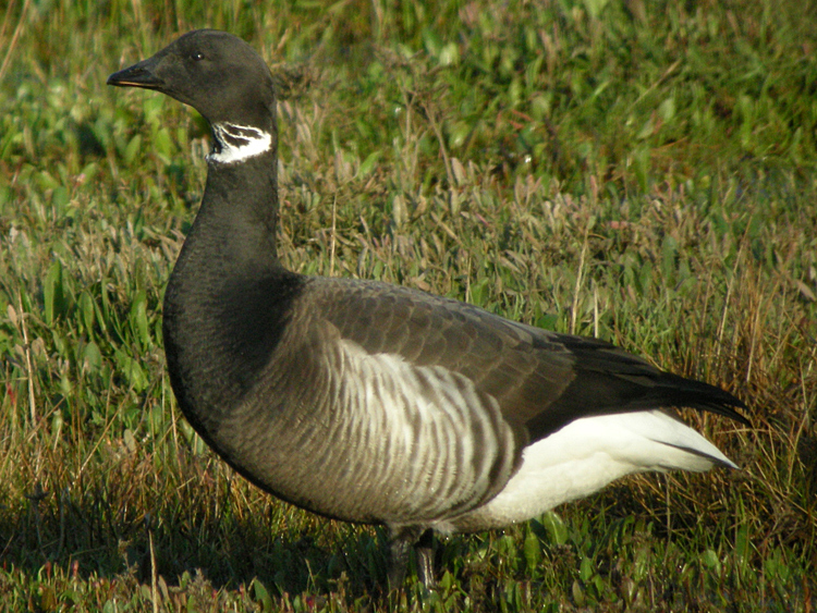 Brant Goose