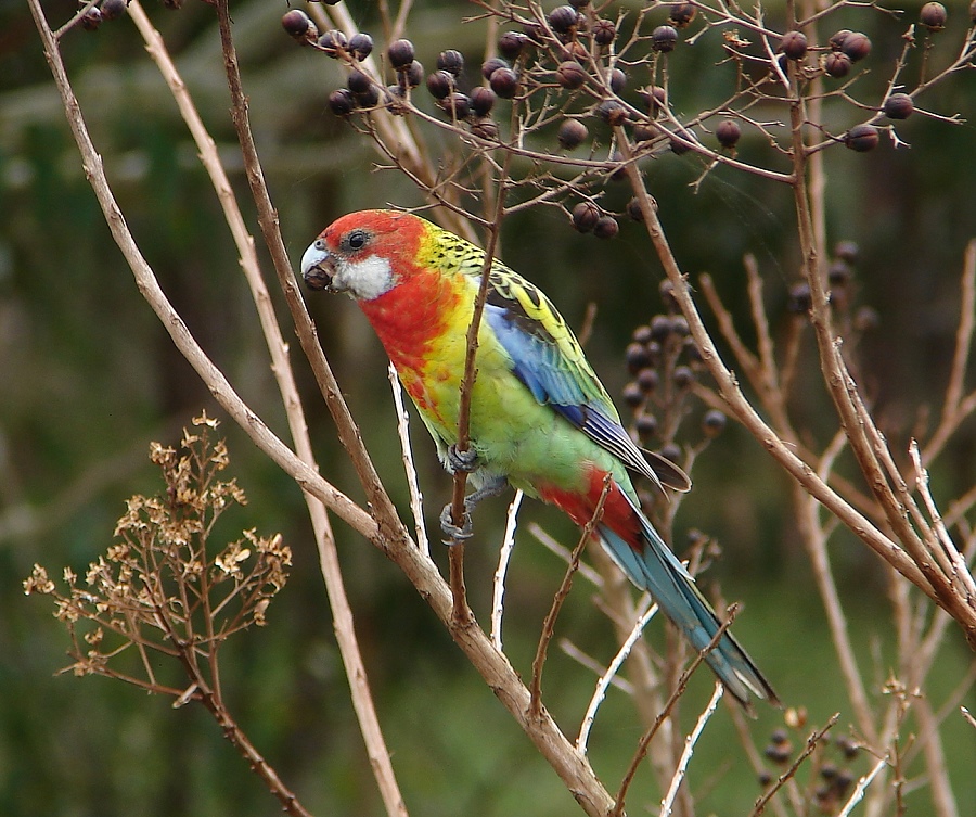 Snap Happy Birding: Eastern Rosella