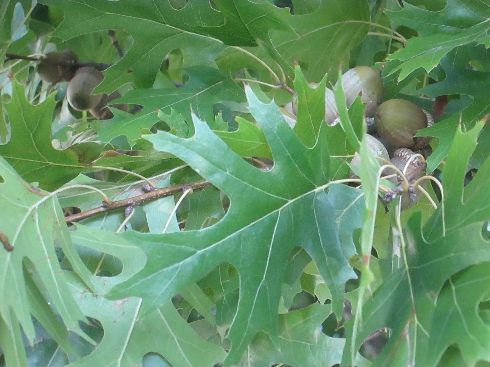 Consultoria Experta en negocios de Agricultura, Ganaderia y Forestales ...