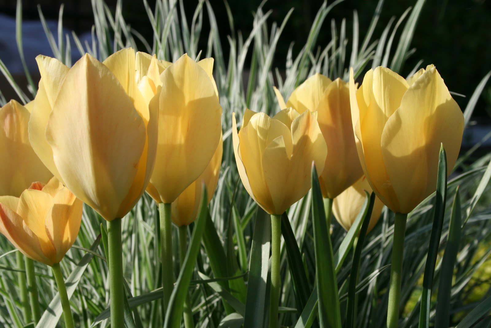 GARDEN STORIES: ŽEMAŪGĖS TULPĖS