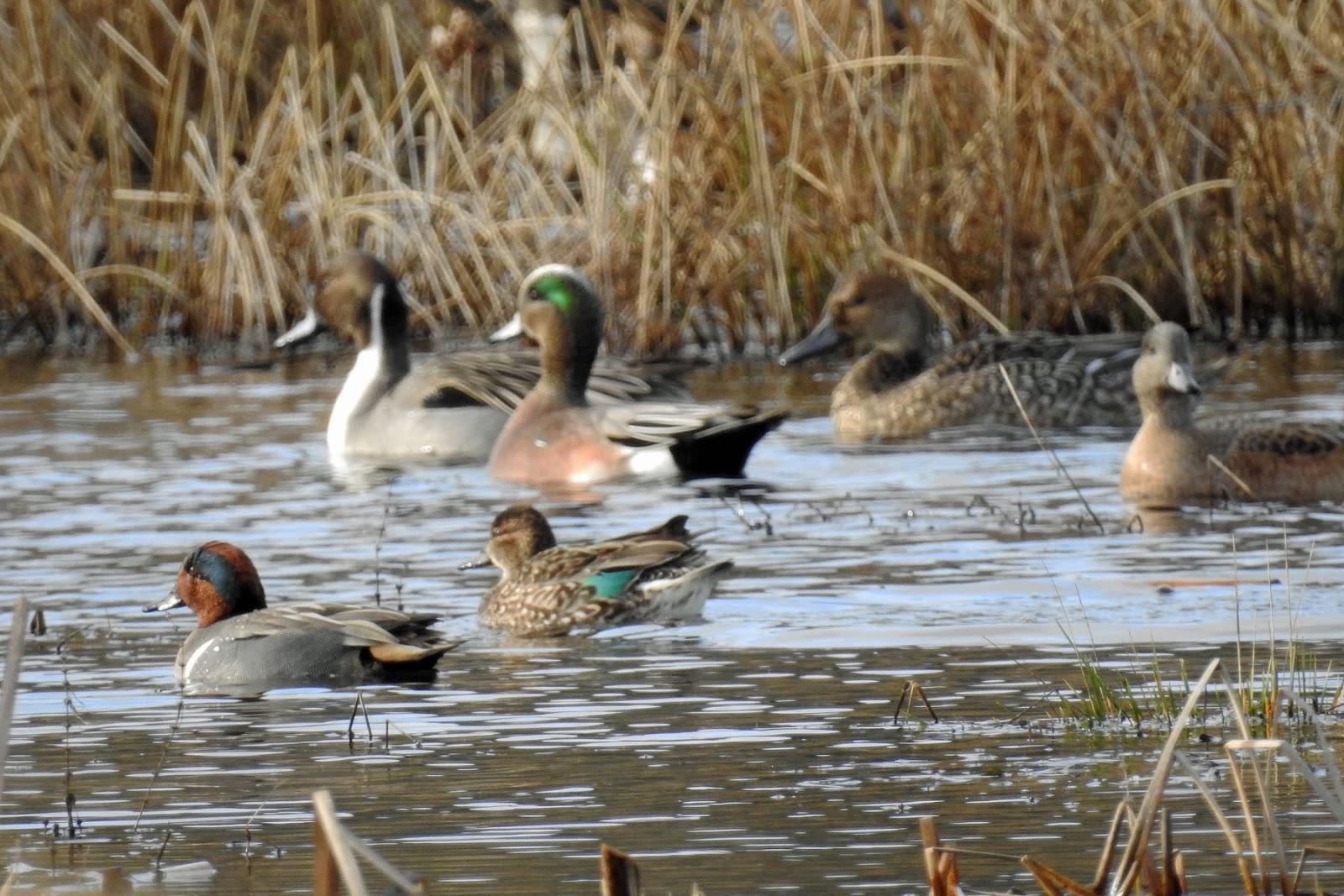 Cascade Ramblings: Duck Trifecta