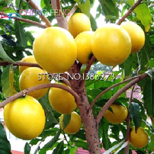 egg fruit seeds ~ PRODUCT-CHINA