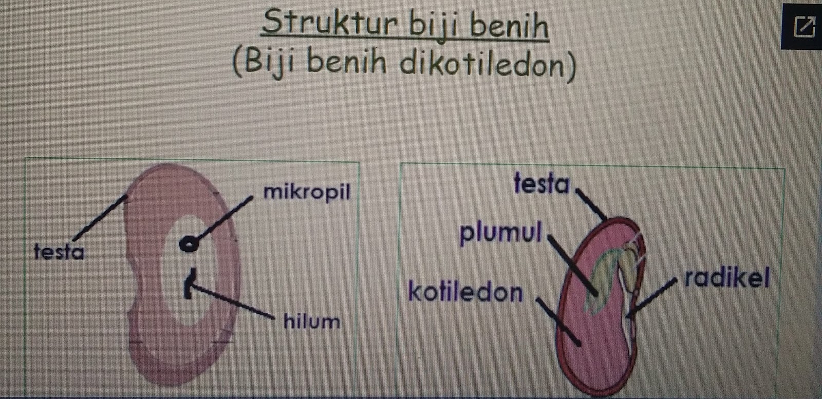 MINGGU 5 (PERCAMBAHAN BIJI BENIH)