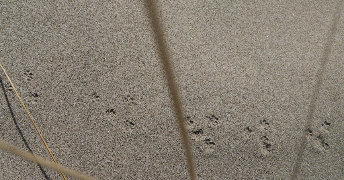The Gleewoman's Notes: Deer-Mouse Tracks