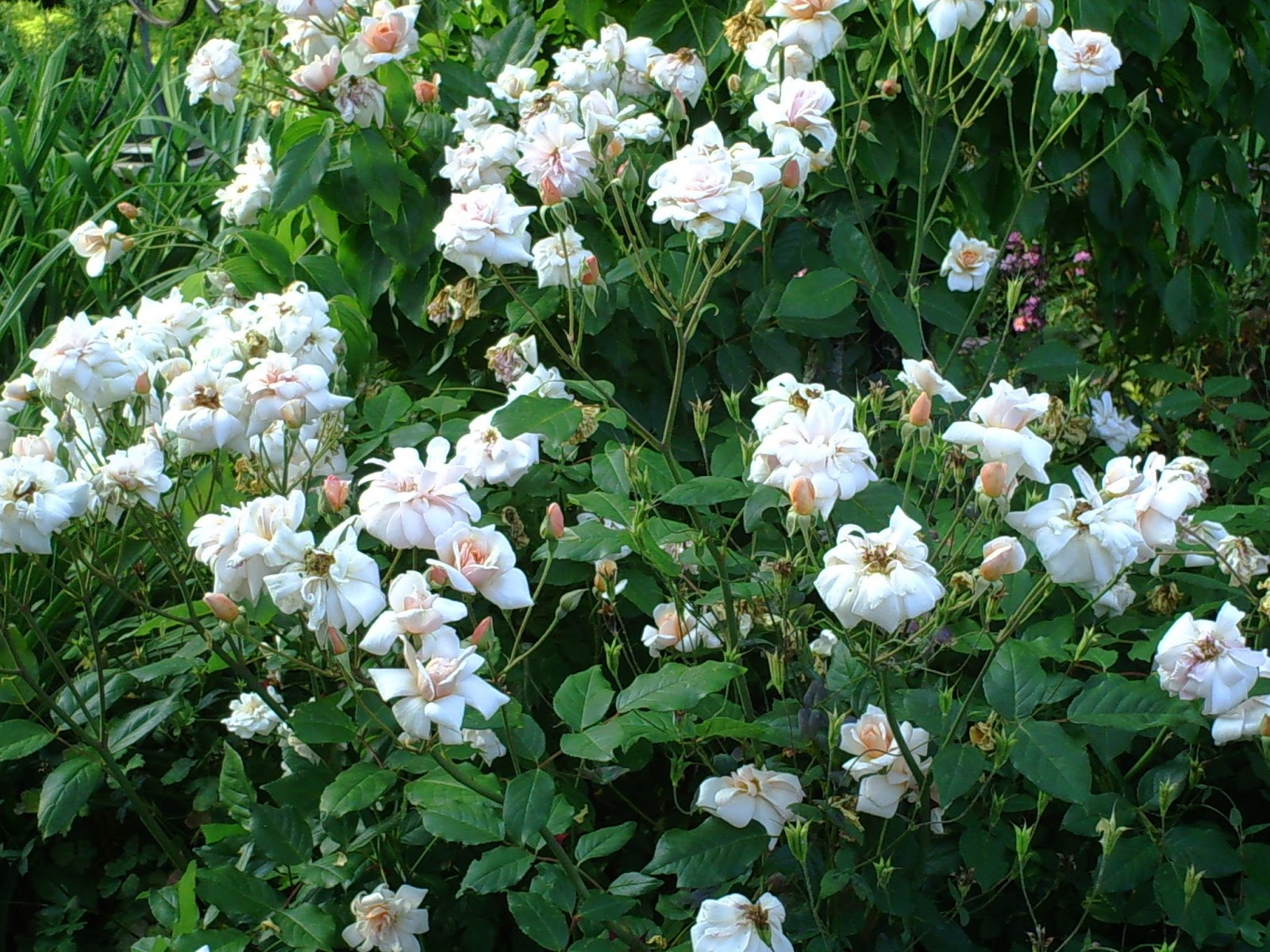 ROSES IN THE SOUTHERN GARDEN