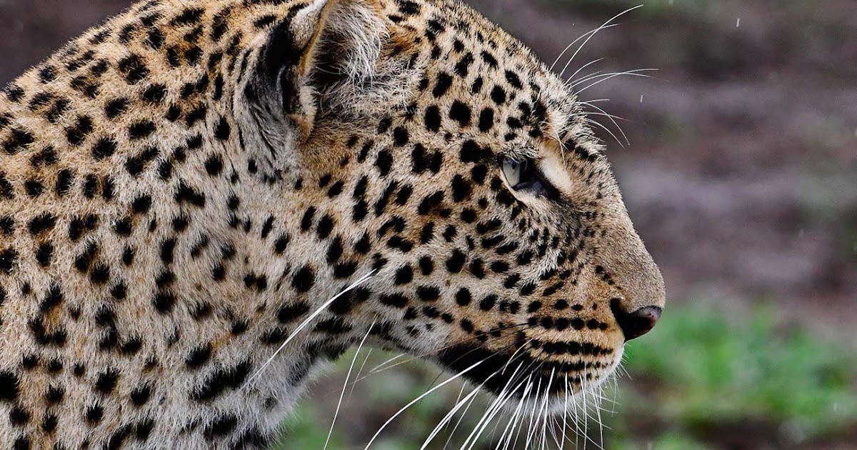 WILDLIFE GATEWAY: Léopard