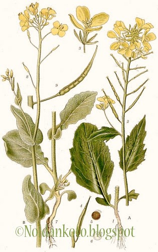 Noidankoto; Valkosipulia ja Salviaa: Sinappi (Sinapis)