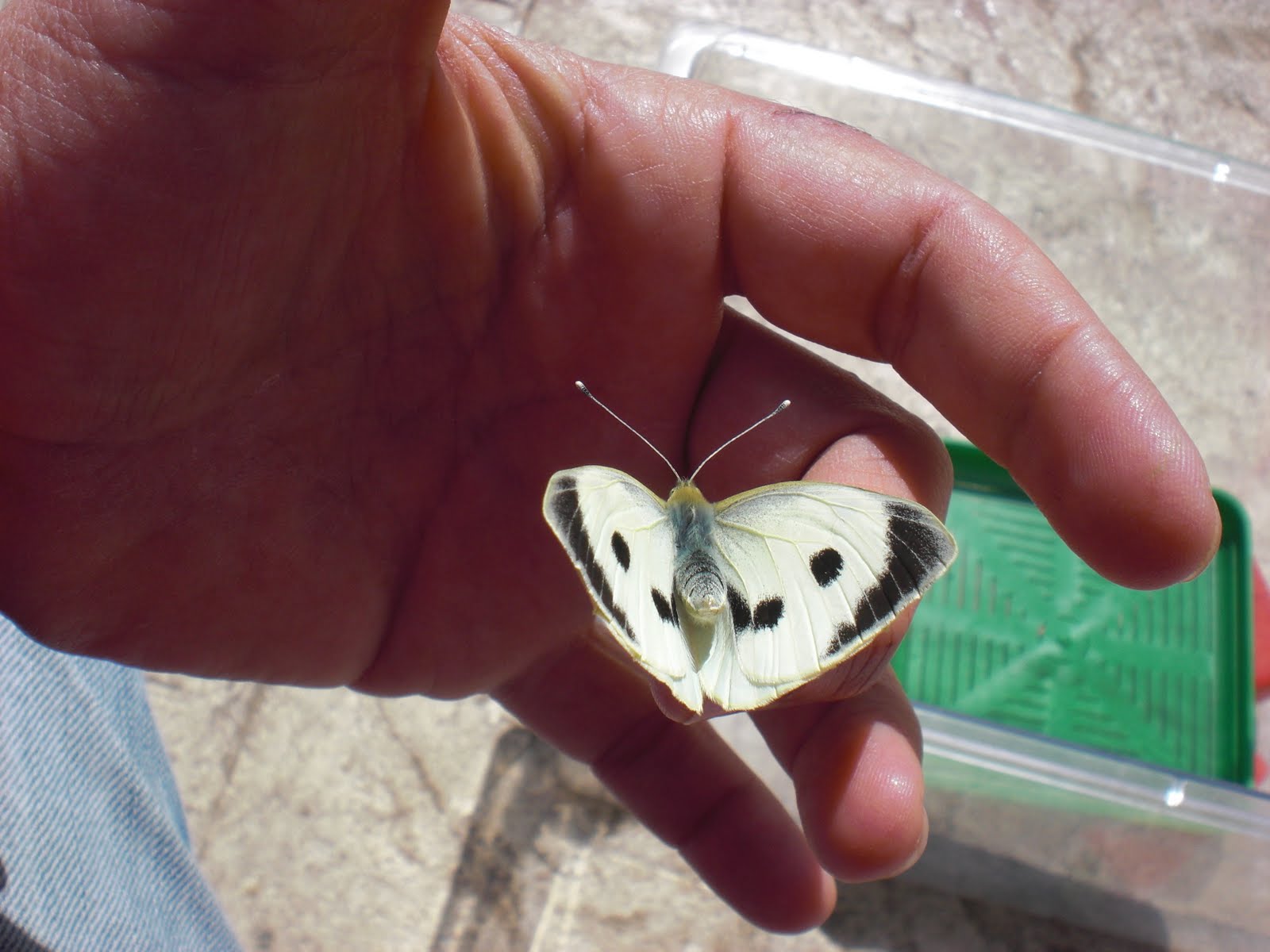 es putxet: la papallona de la col