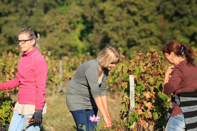 Jim's Loire: Clos Roche Blanche (Touraine) picking 120-year-old Côt ...