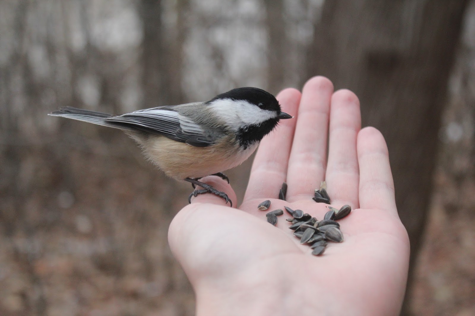 Birds, Bugs, and Botany: In-the-Hand Chickadees and Nuthatches