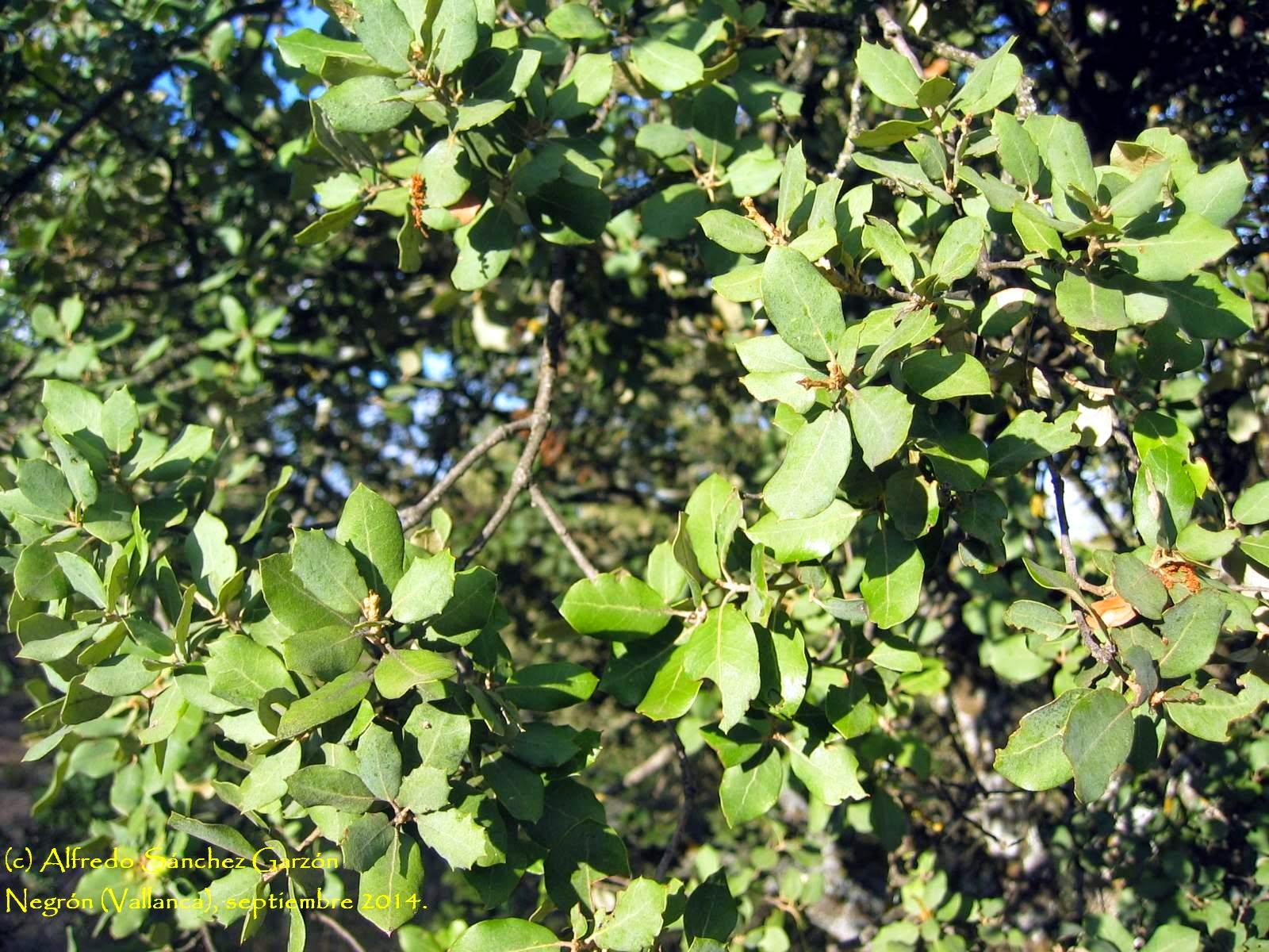 DESDE EL RINCÓN DE ADEMUZ: RÉQUIEM POR LA "CARRASCA DE NEGRÓN ...
