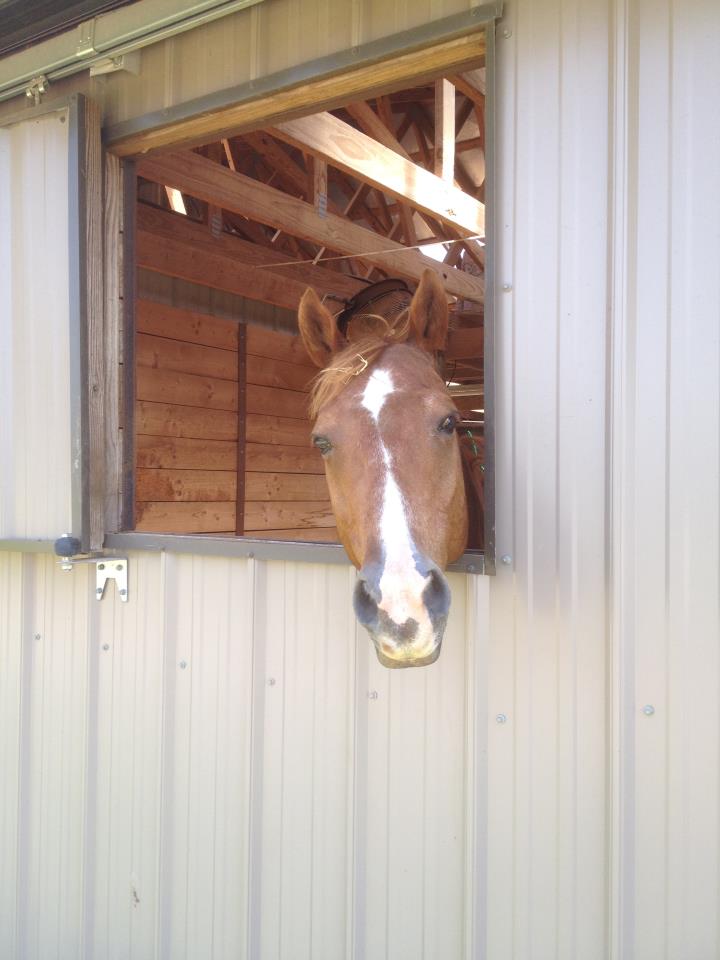 Top Flight Farm: Surviving Stall Rest