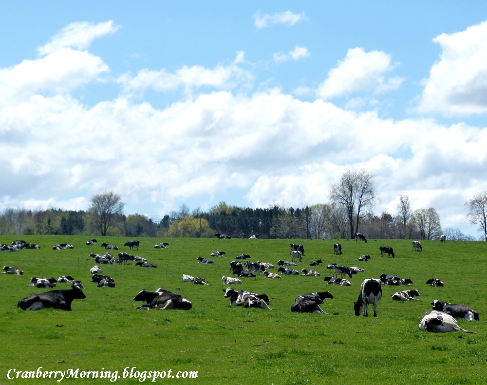 Cranberry Morning: In the Neighborhood - Wisconsin Barns and Good Fences