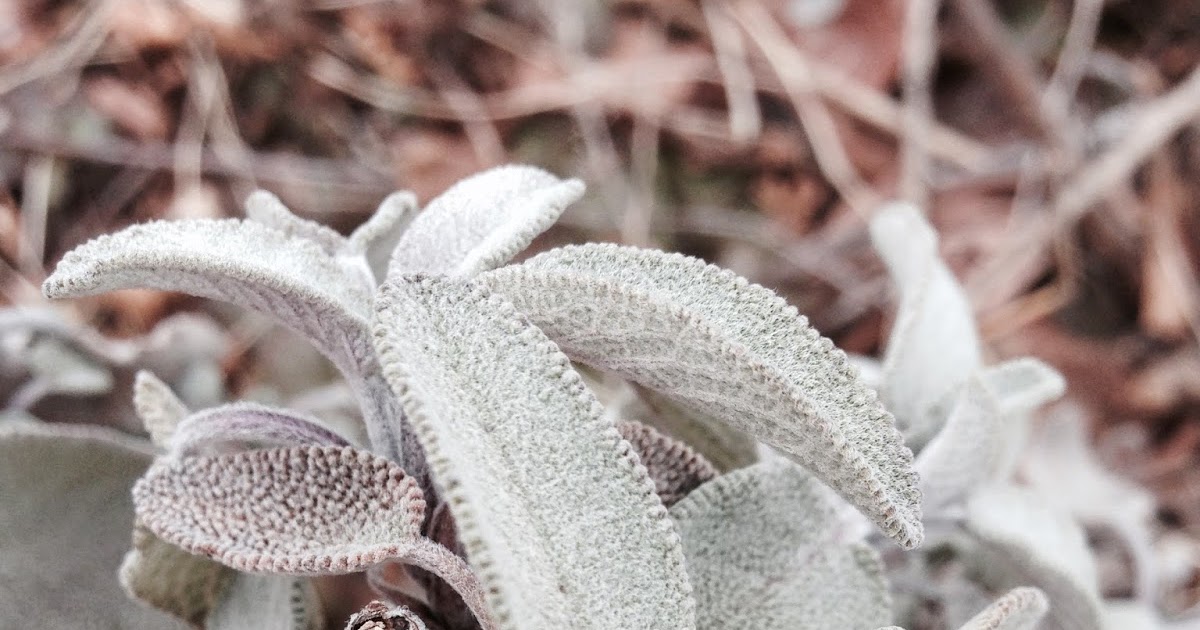 Annie's Gardening Corner: Spring's Sage