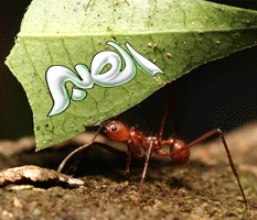 maripeduli: Belajar Kesabaran dari Semut