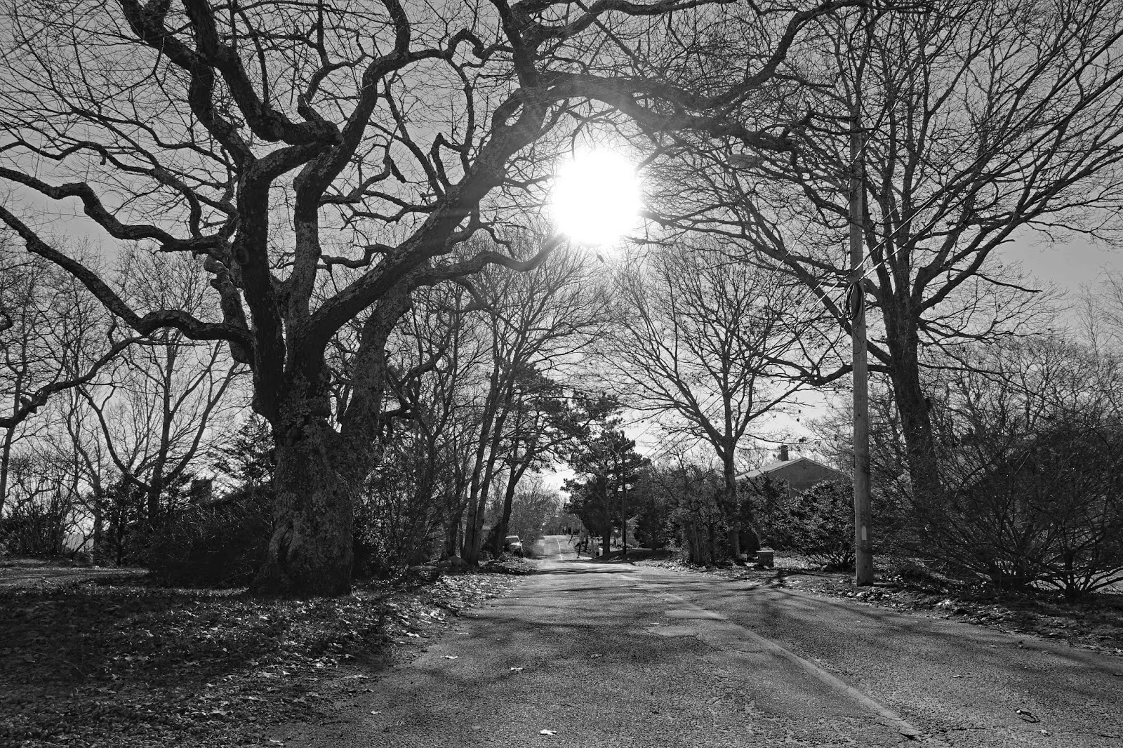 Joe's Retirement Blog: Long Shadows as Winter Begins, Manomet, Plymouth ...