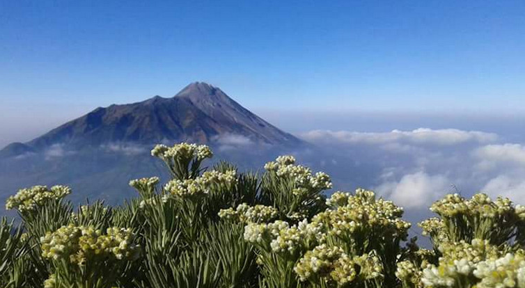 6 Gunung di Indonesia Yang Terdapat Taman Bunga Edelweis