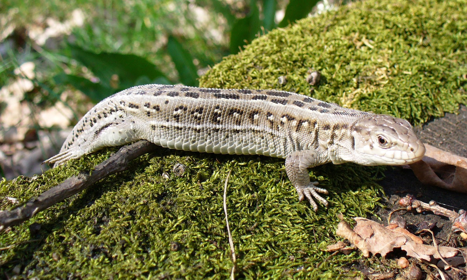 The Sand Lizard Amazing Animal Facts Photographs The Wildlife the-sand-lizard-amazing-animal-facts-photographs-the-wildlife