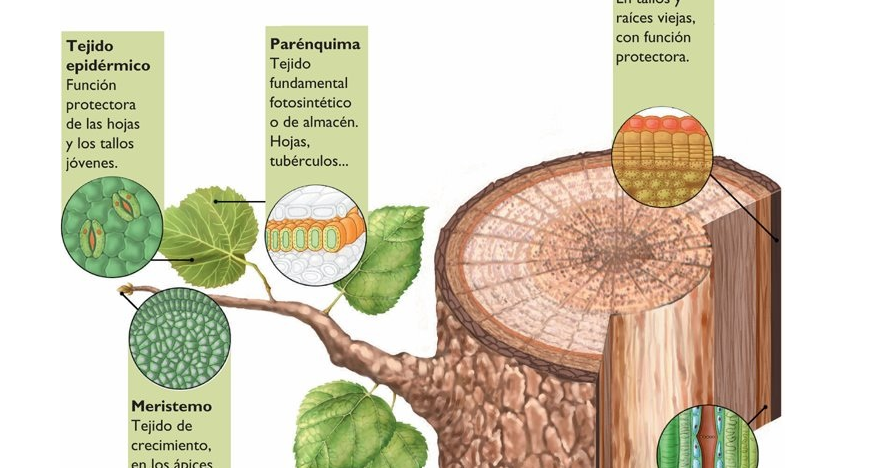 Botánica Básica : Tejidos Vegetales