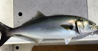 CT ANGLER : Fish Species