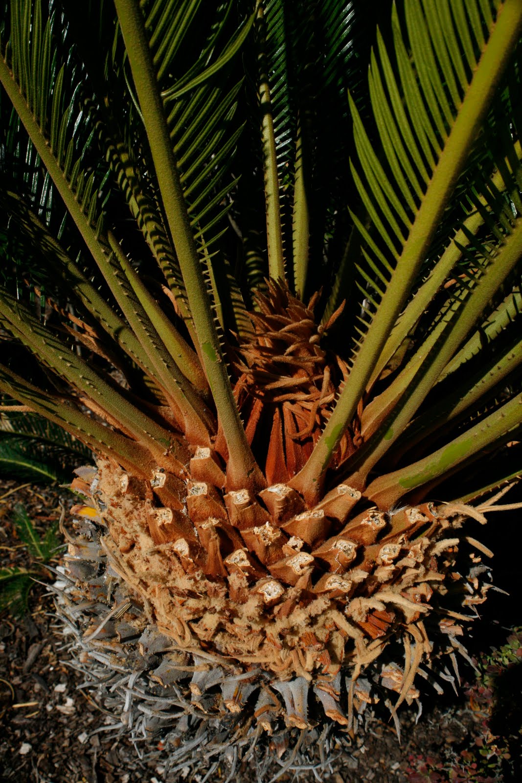 Tree Identification: Cycas revoluta - Sago Palm