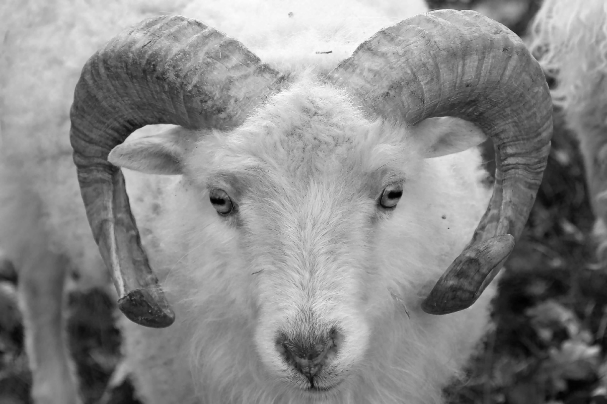 Deux Ouallons à Thevray: Le plus petit mouton du monde