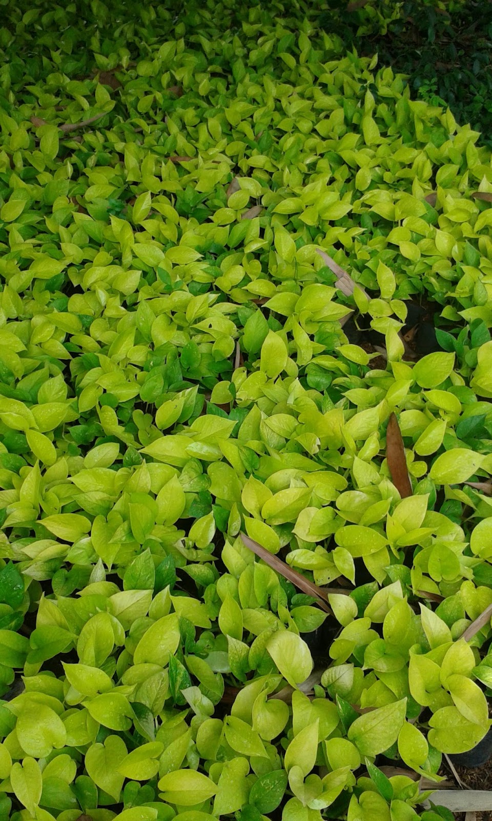 Jual Tanaman Sirih Gading | Sri Gading | Tanaman Rambat ~ TUKANG TAMAN