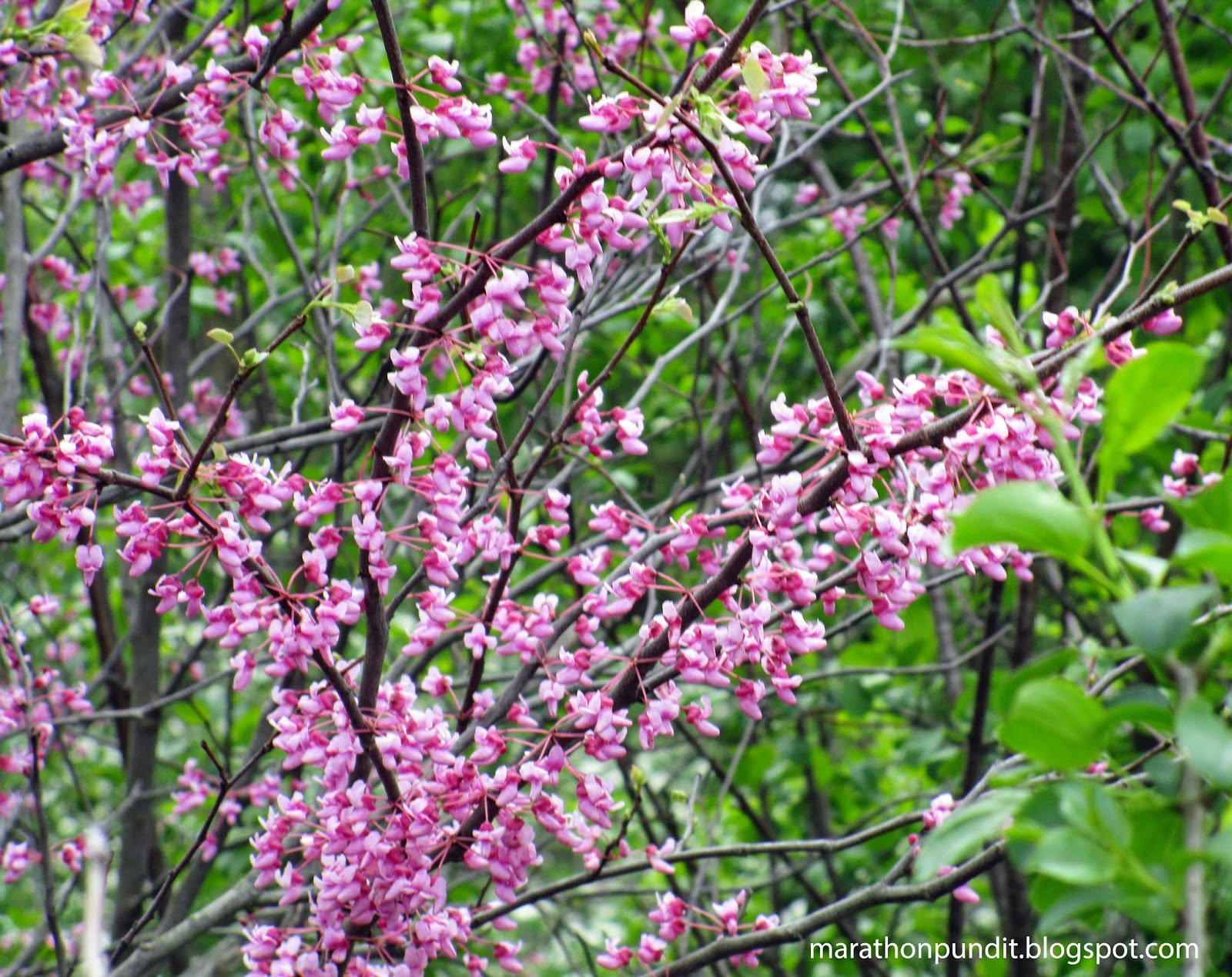 Marathon Pundit: (Photos) Redbud trees in bloom