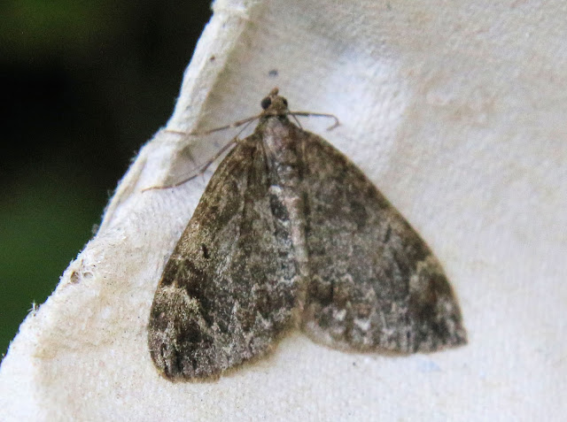 Birding with Flowers: June Moths