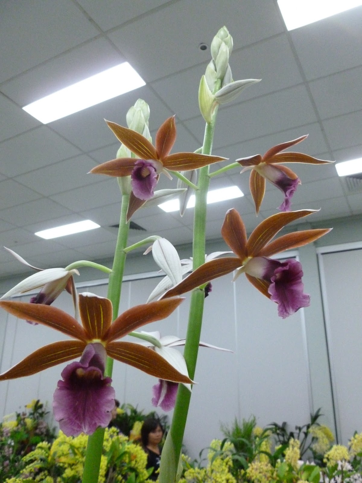 Onslow and Miss B: Australian Native Orchid Society conference