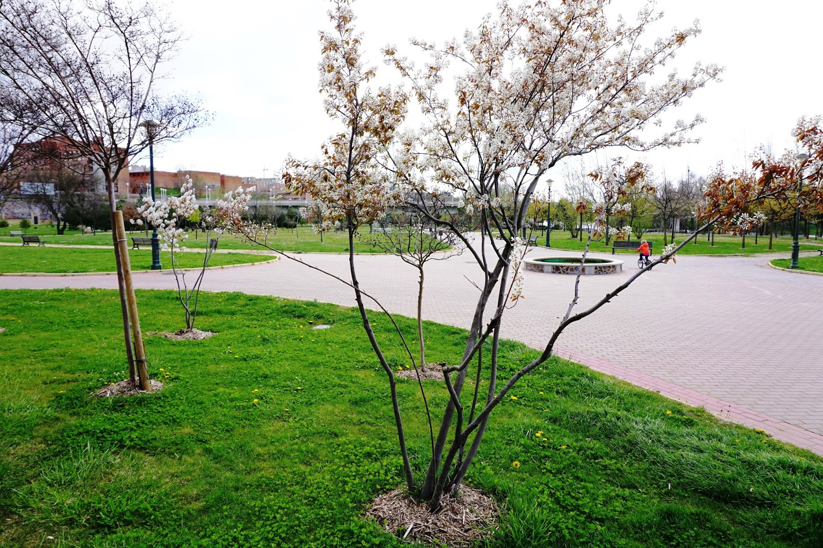 Plantas de Huerta Otea, Salamanca: Bonetero, bonete de cura (Euonymus ...