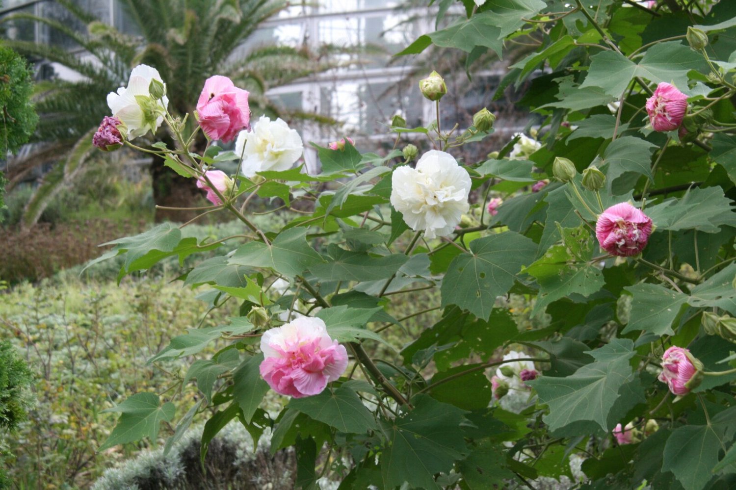 Rosa Louca Paulista / Hibiscus Mutabilis / Hibisco
