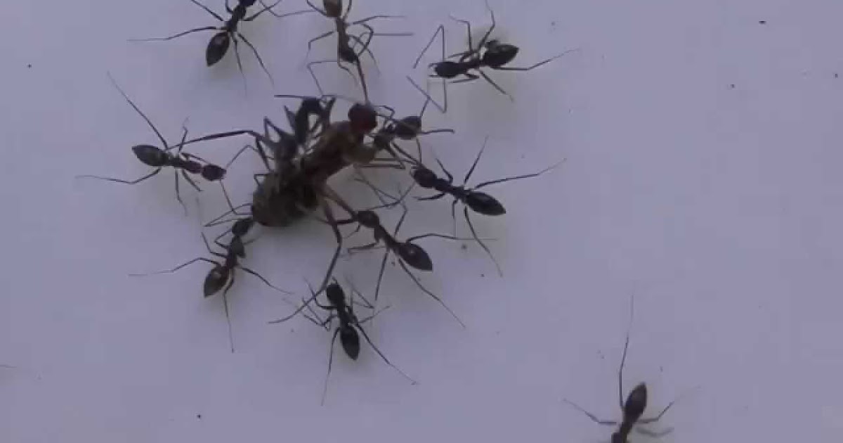 O Reino Das Formigas: um blog sobre mirmecologia: Formiga Louca ...