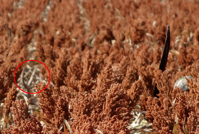 RMSGear Blog: Big Kansas Muley