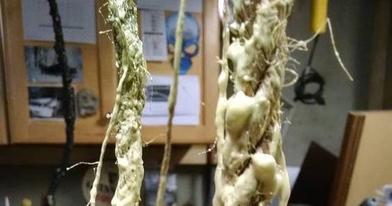 Propnomicon: How to Make Prop Vines